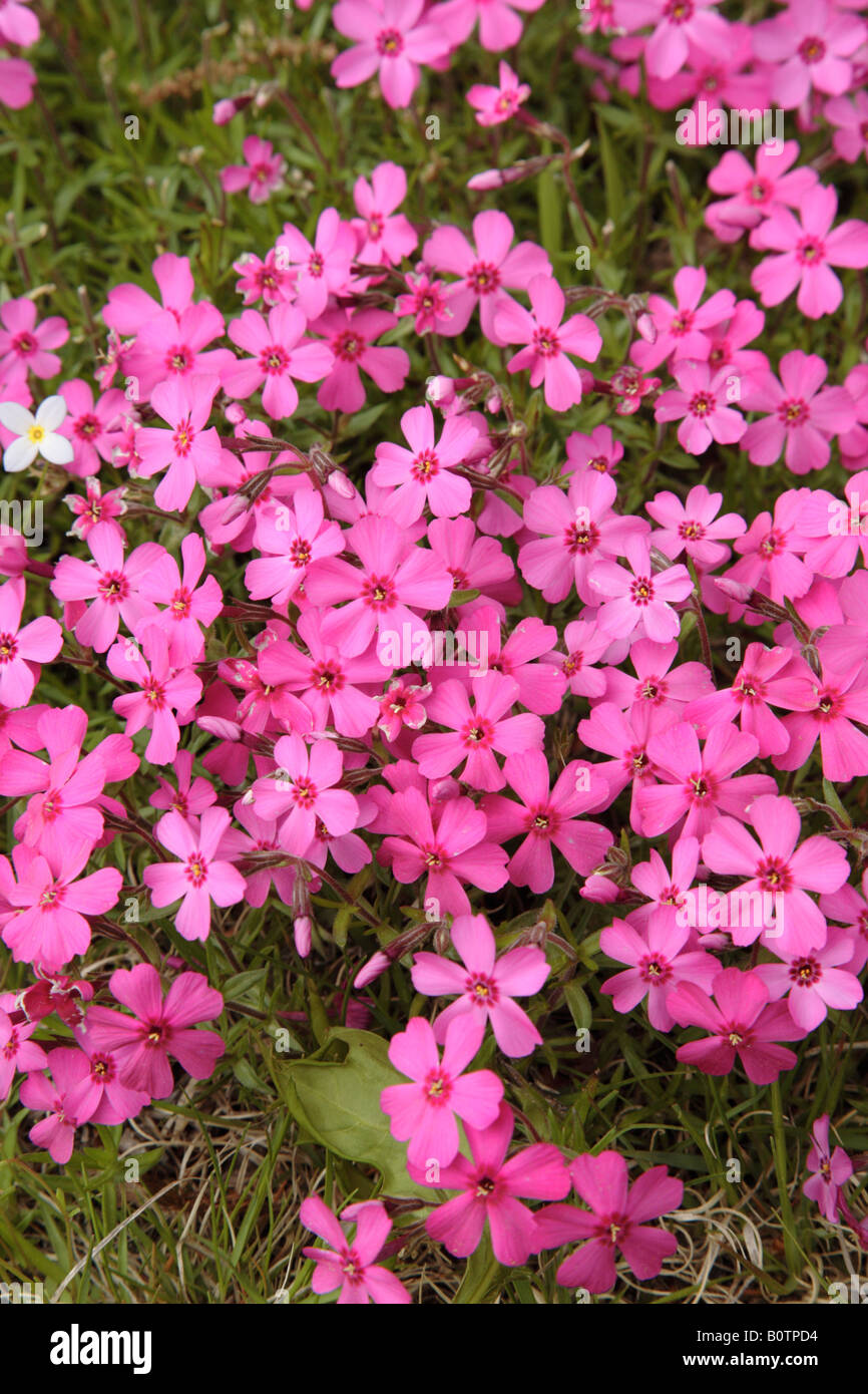 phlox flowers during the spring months in a New England forest Stock ...