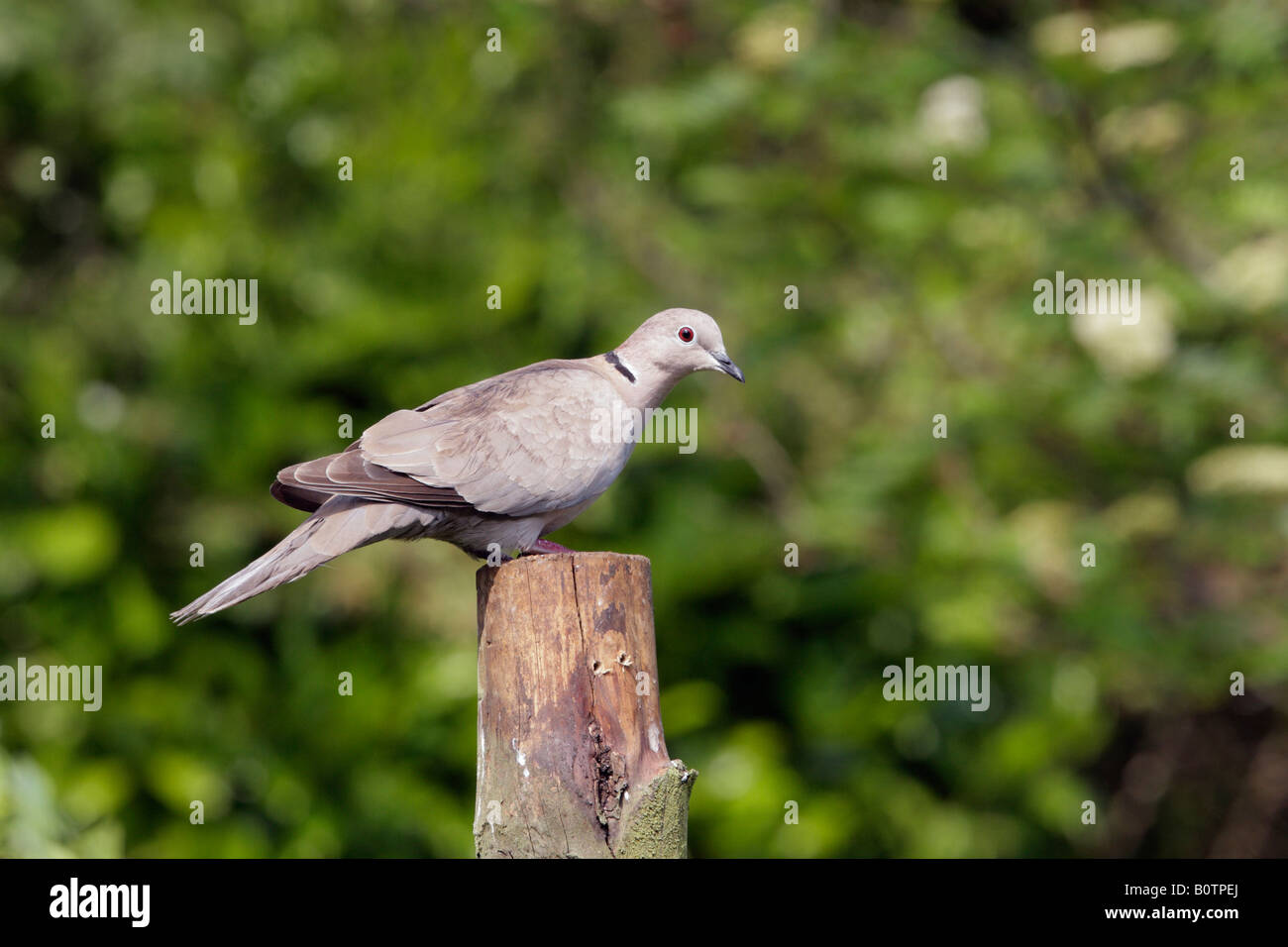 Post dove hi-res stock photography and images - Alamy