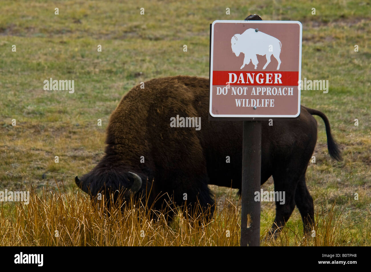 American Bison Buffalo next to warning caution sign saying Do Not ...
