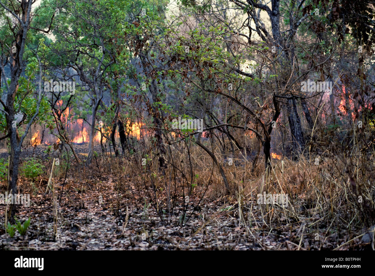 Western Ivory Coast, Cote d' Ivoire, West Africa. Bush Fire Stock Photo ...
