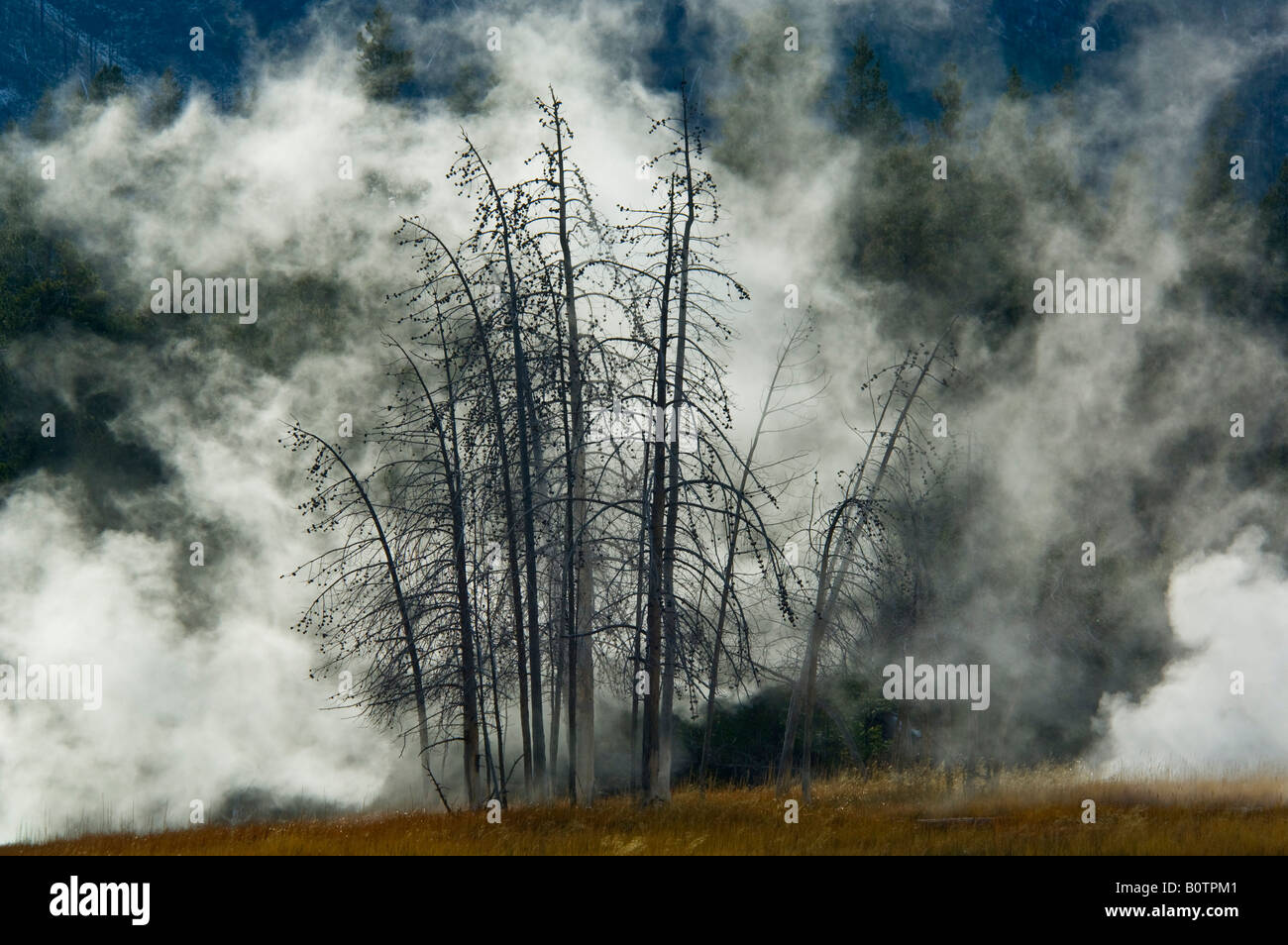 Geothermal steam behind trees Upper Geyser Basin Yellowstone National ...
