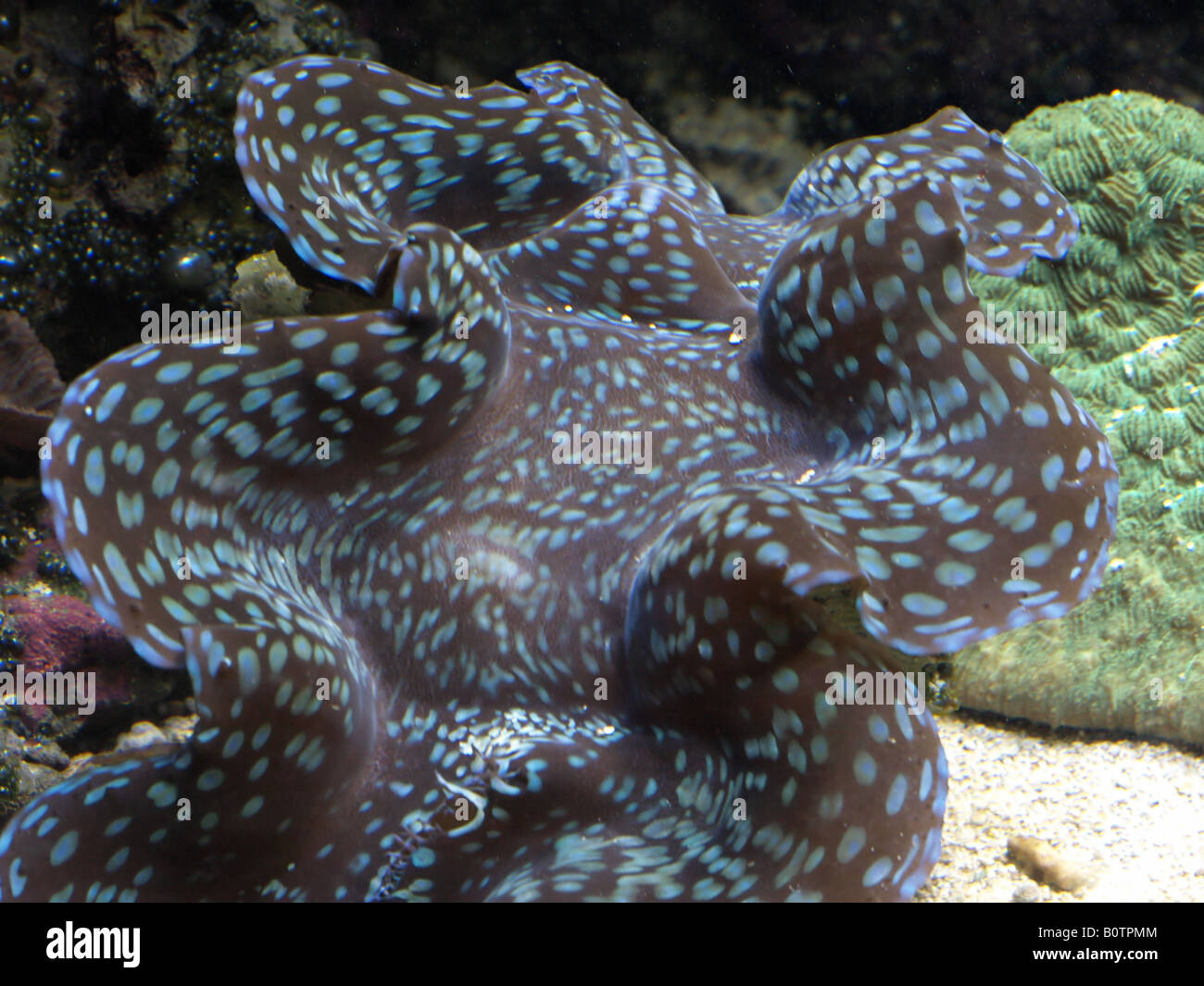 Coral marine life hi-res stock photography and images - Alamy