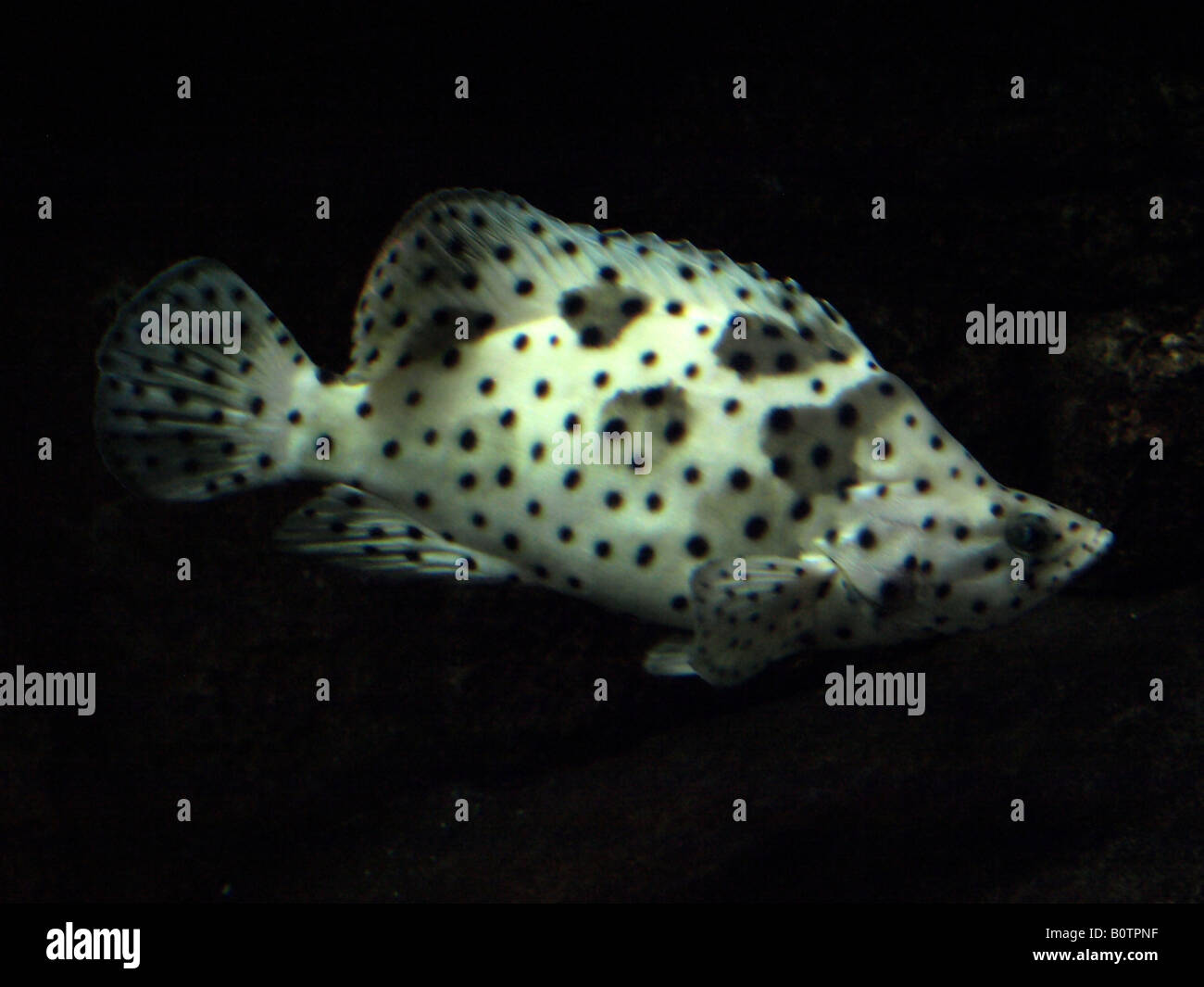 Underwater marine life hi-res stock photography and images - Alamy