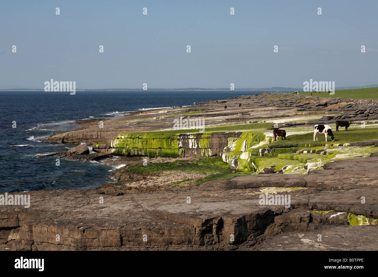cows grazing on algae growing on rocky shoreline county sligo republic ...