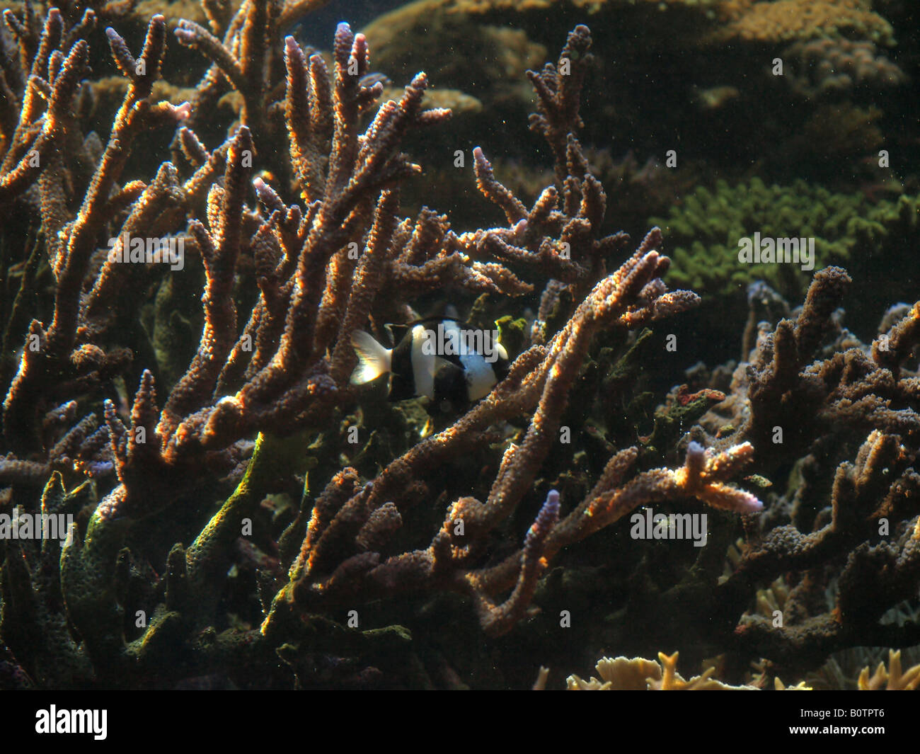 Underwater marine life hi-res stock photography and images - Alamy