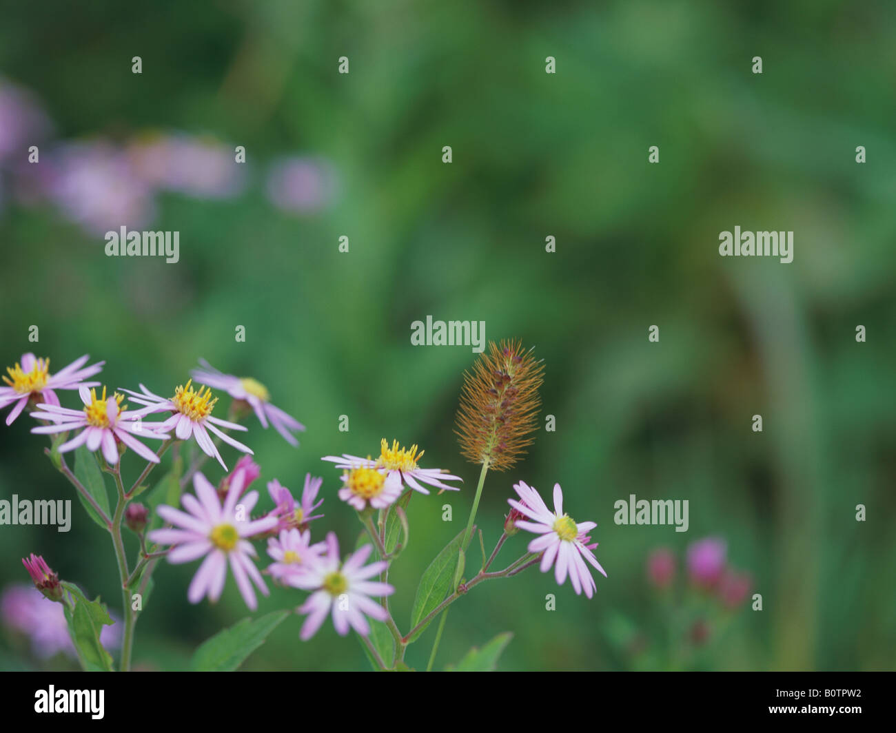 Aster flower photography hi-res stock photography and images - Alamy