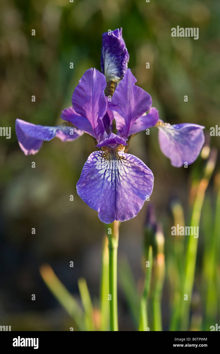 Iris (Siberian) UK Stock Photo - Alamy