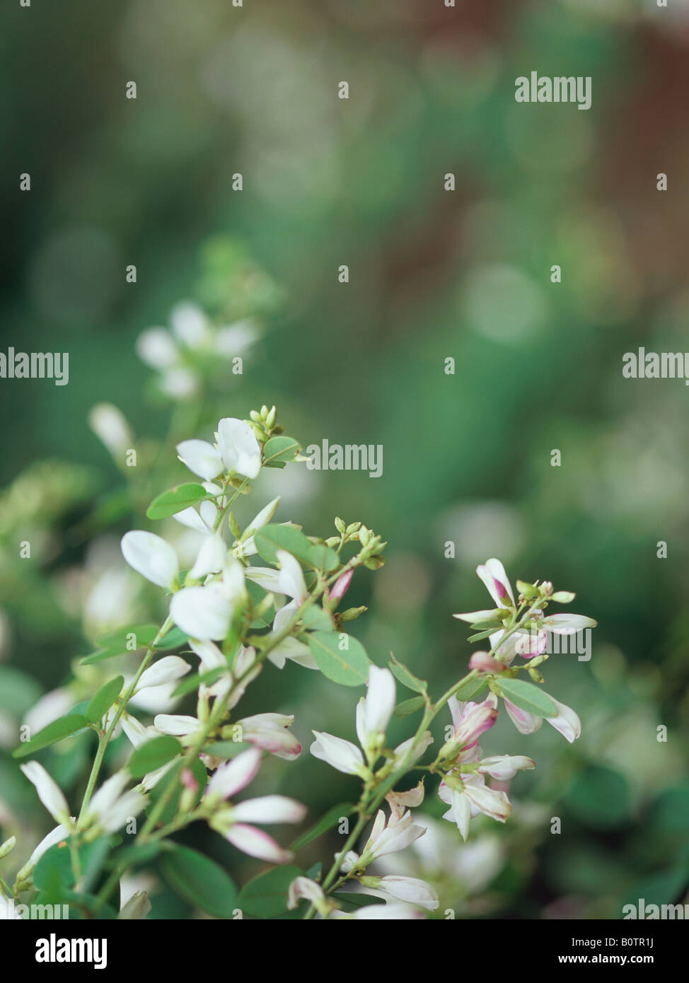 Japan clover hi-res stock photography and images - Alamy