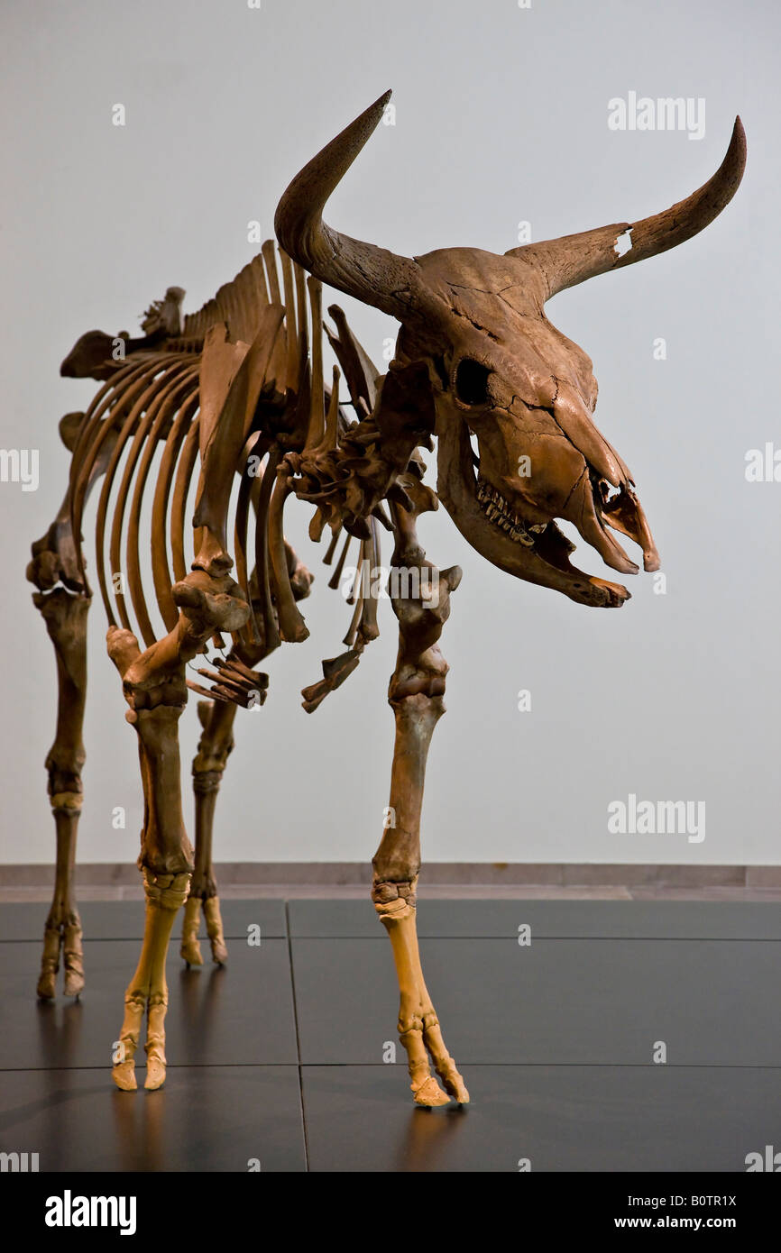 The aurochs skeleton hi-res stock photography and images - Alamy