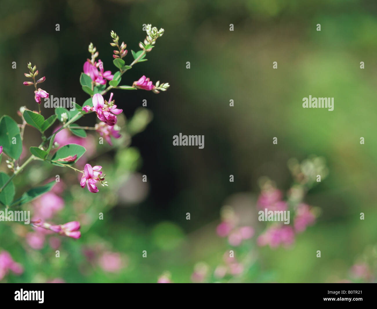Japan clover hi-res stock photography and images - Alamy