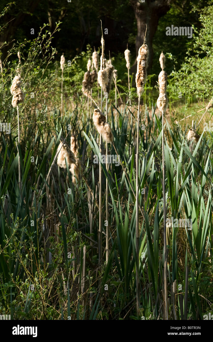 Bullrushes Uk High Resolution Stock Photography and Images - Alamy