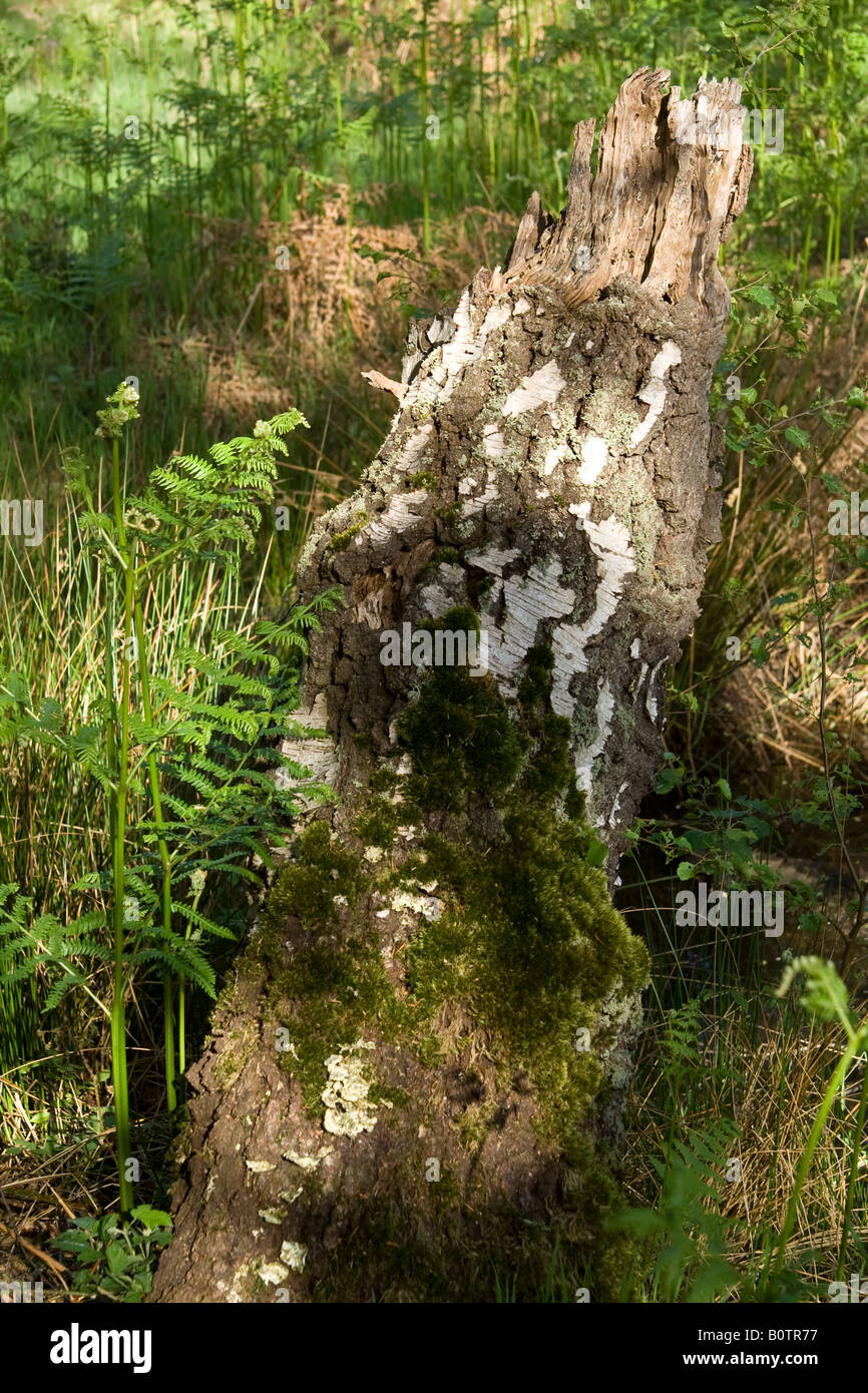Old weathered log hi-res stock photography and images - Alamy