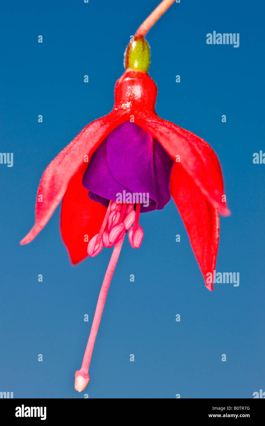 Red Fuchsia Stock Photos & Red Fuchsia Stock Images - Alamy