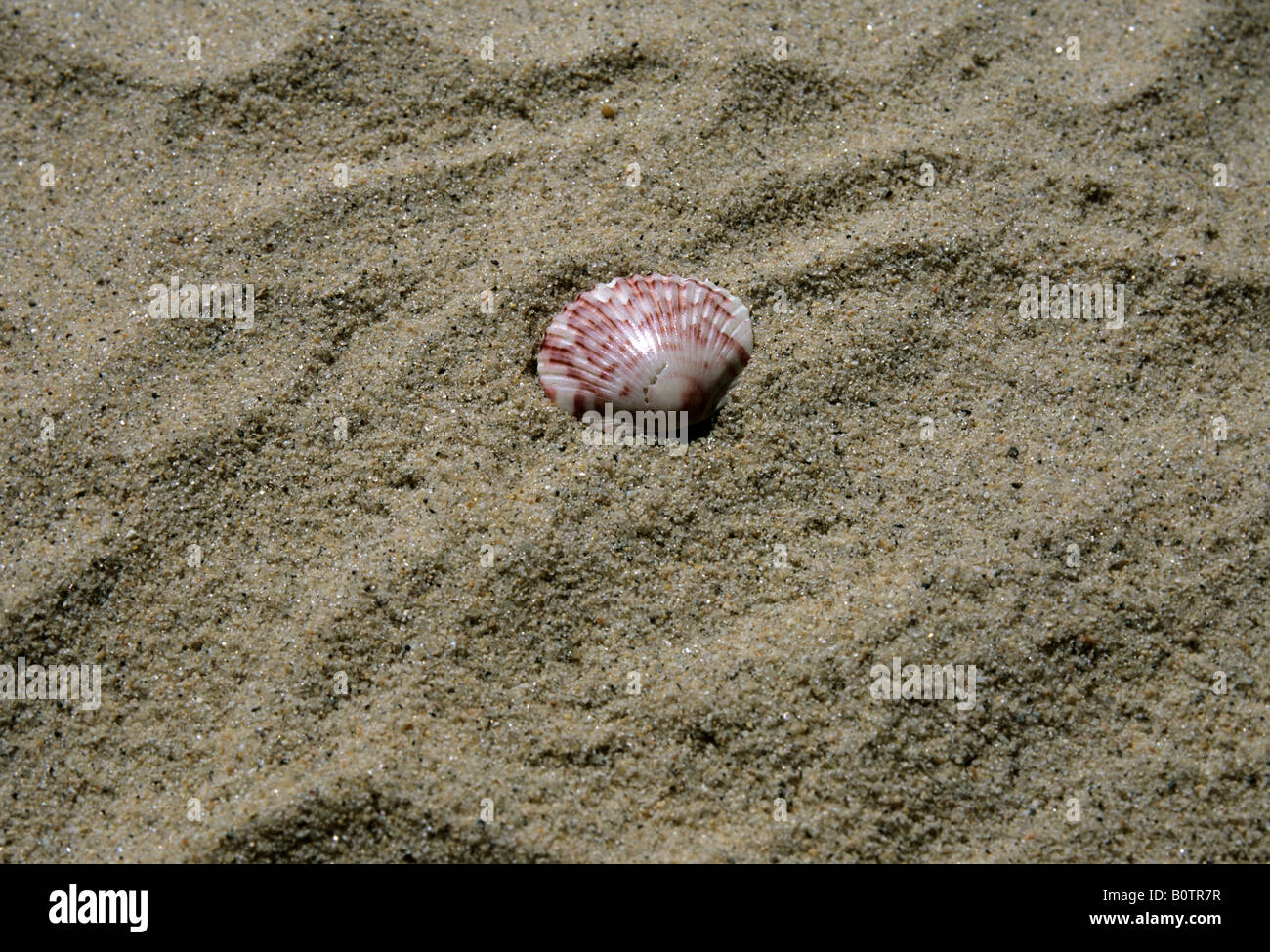 Seashells in sand Stock Photo - Alamy
