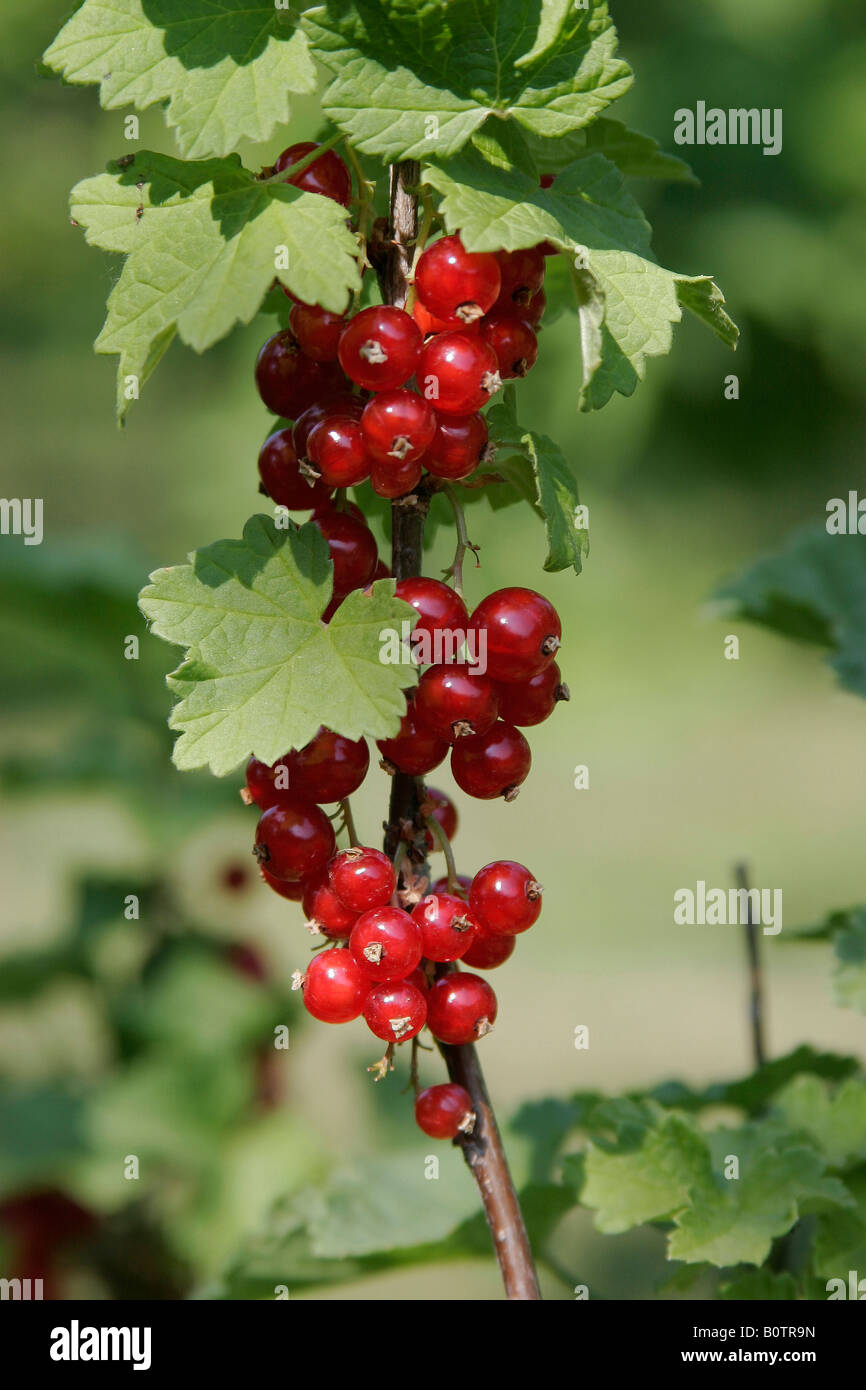 A branch of red currant Stock Photo - Alamy