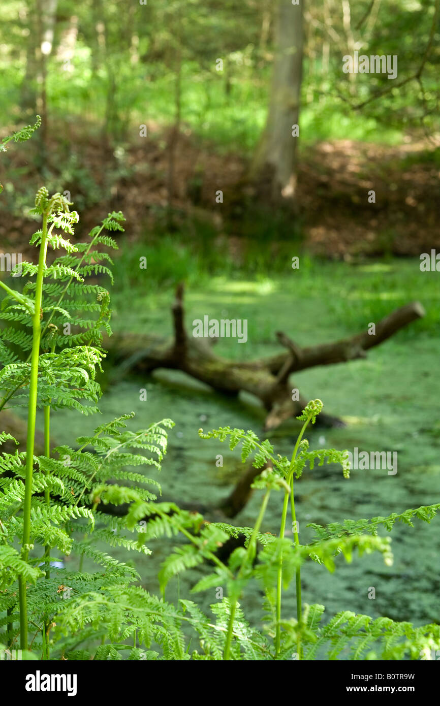 Forest and pond hi-res stock photography and images - Alamy