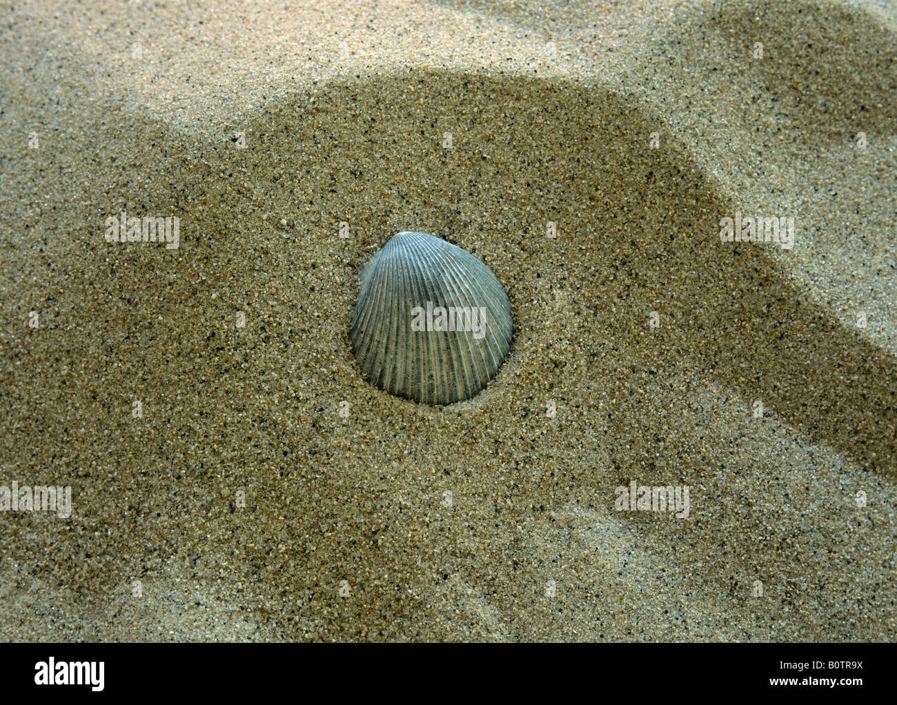 Seashells in sand Stock Photo - Alamy