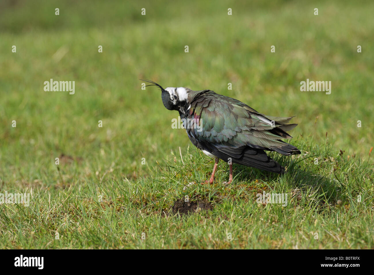 Lapwing Vanellus vanellus preening its feathers in a meadow Stock Photo ...