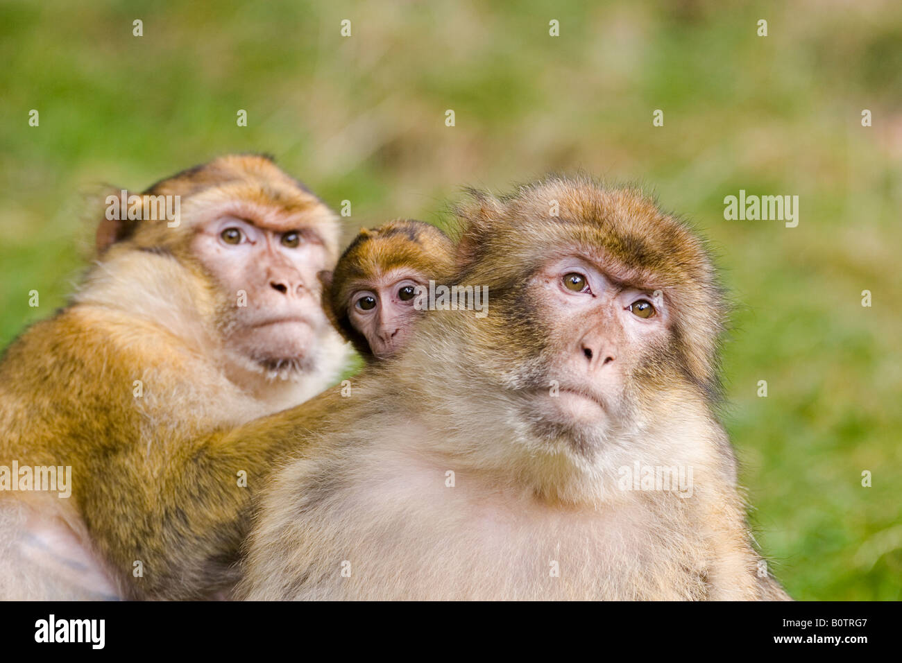Two barbary apes with baby ape Stock Photo - Alamy