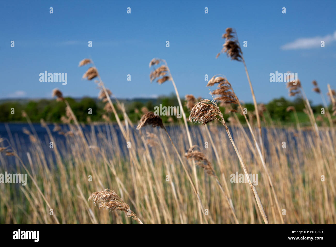 Reedheads hi-res stock photography and images - Alamy