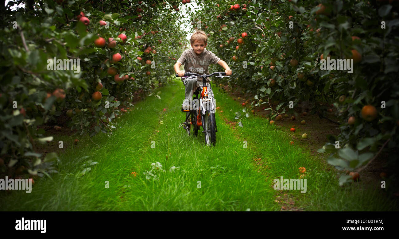 boy riding his bike through the grass in orchard between lines of trees ...