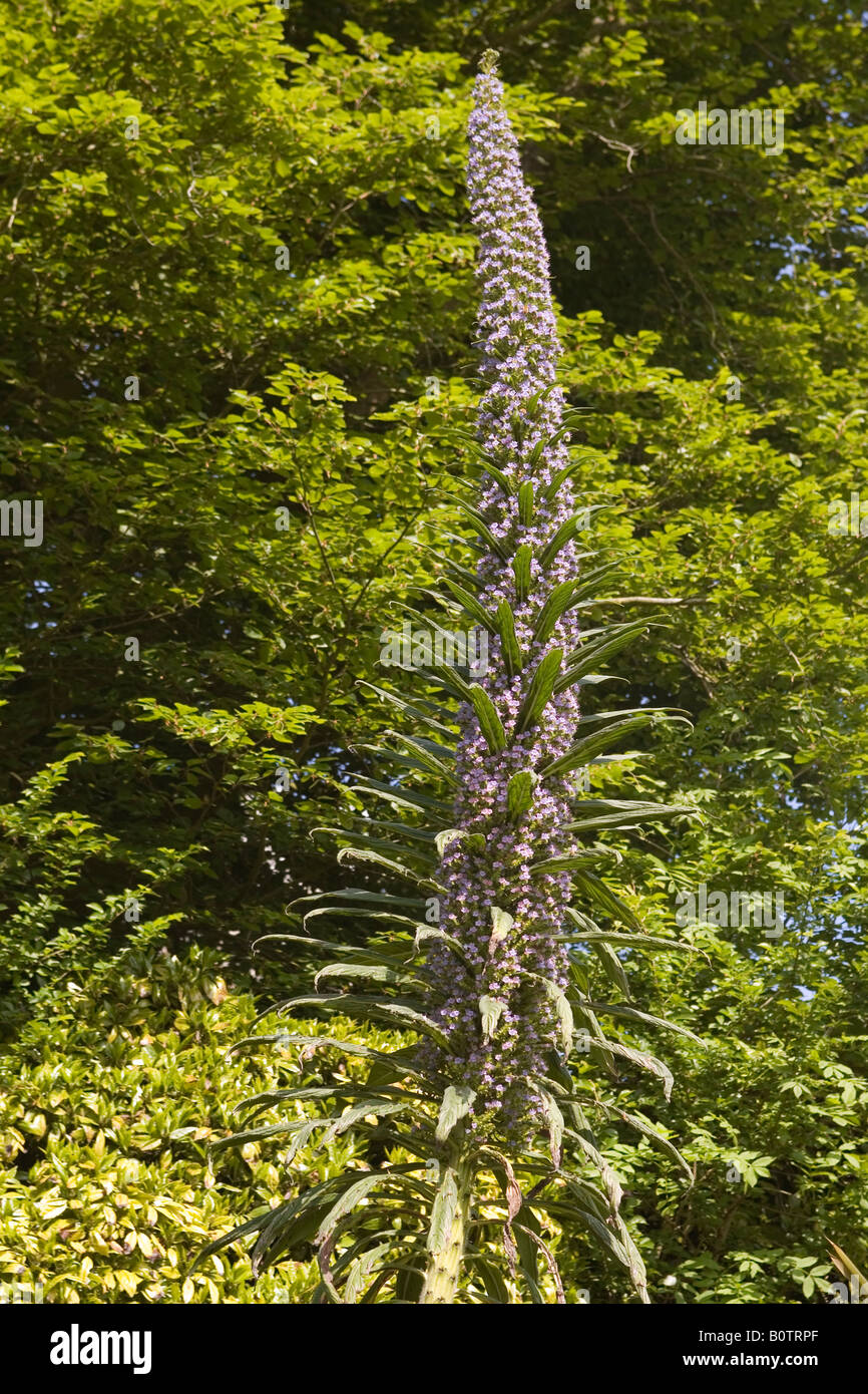 Echium pininana hi-res stock photography and images - Alamy