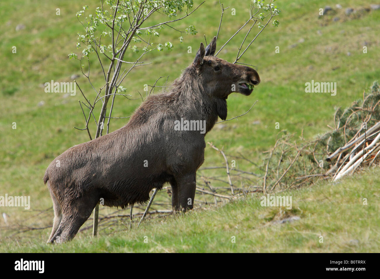 European Elk Moose Alces alces feeding from a sapling Stock Photo - Alamy