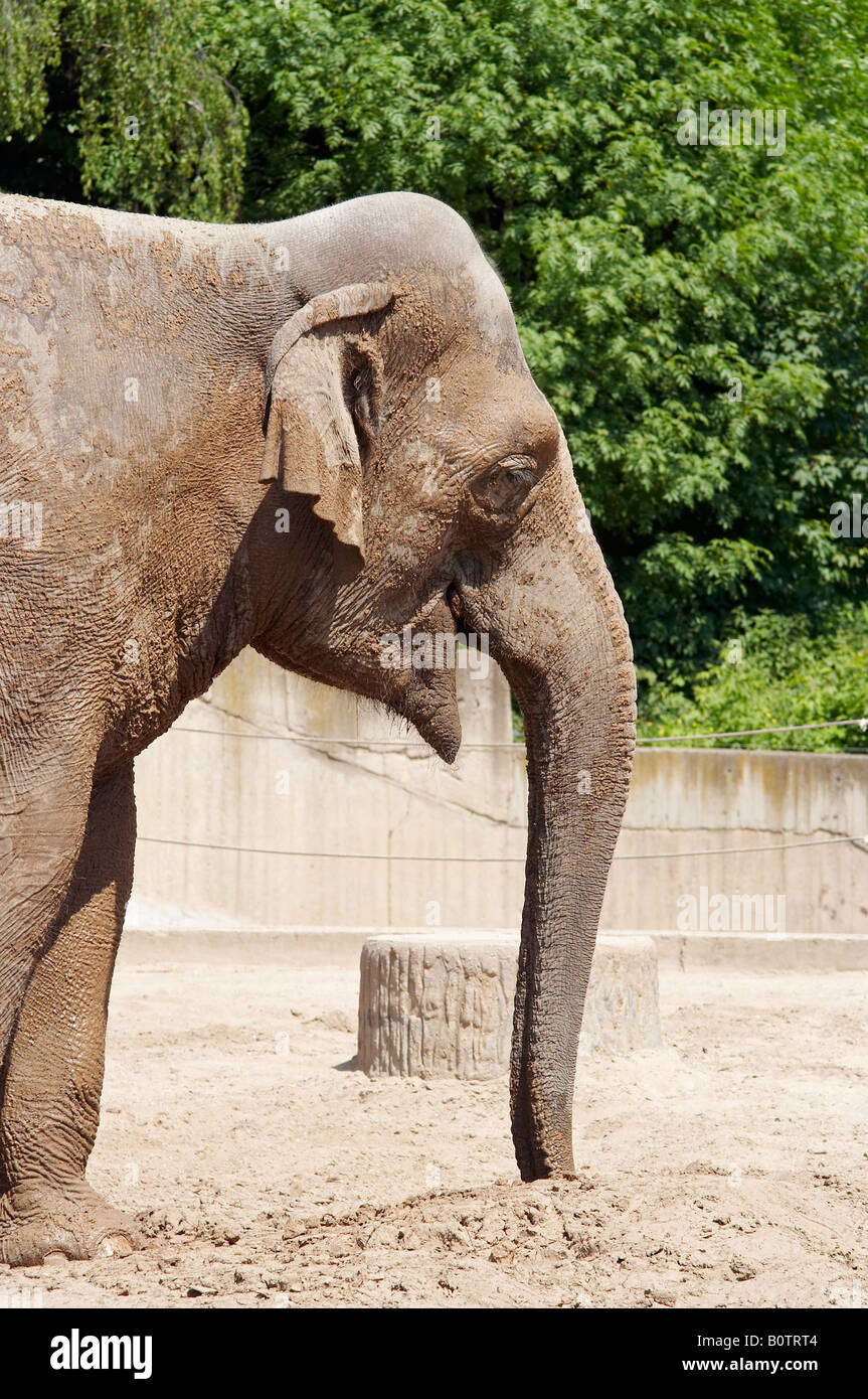 Asiatic elephant - detail of the head Stock Photo - Alamy