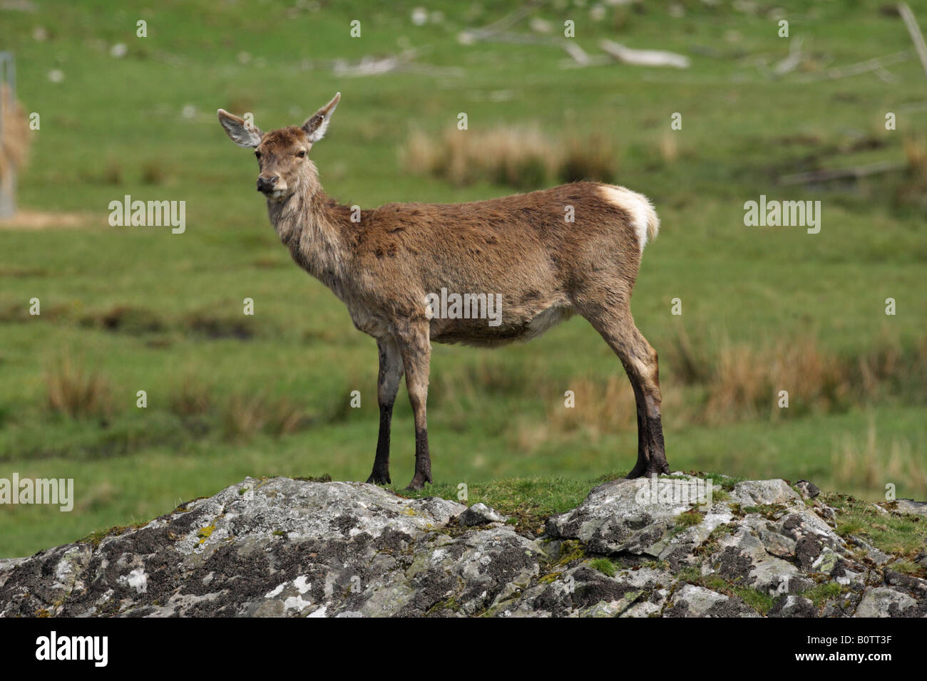 Red Deer Cervus elaphus standing on some rocks on a hillside in the ...
