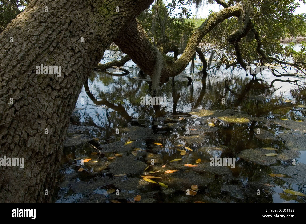 Oak tree branch leaning over and reflecting in water, Orton Plantation ...