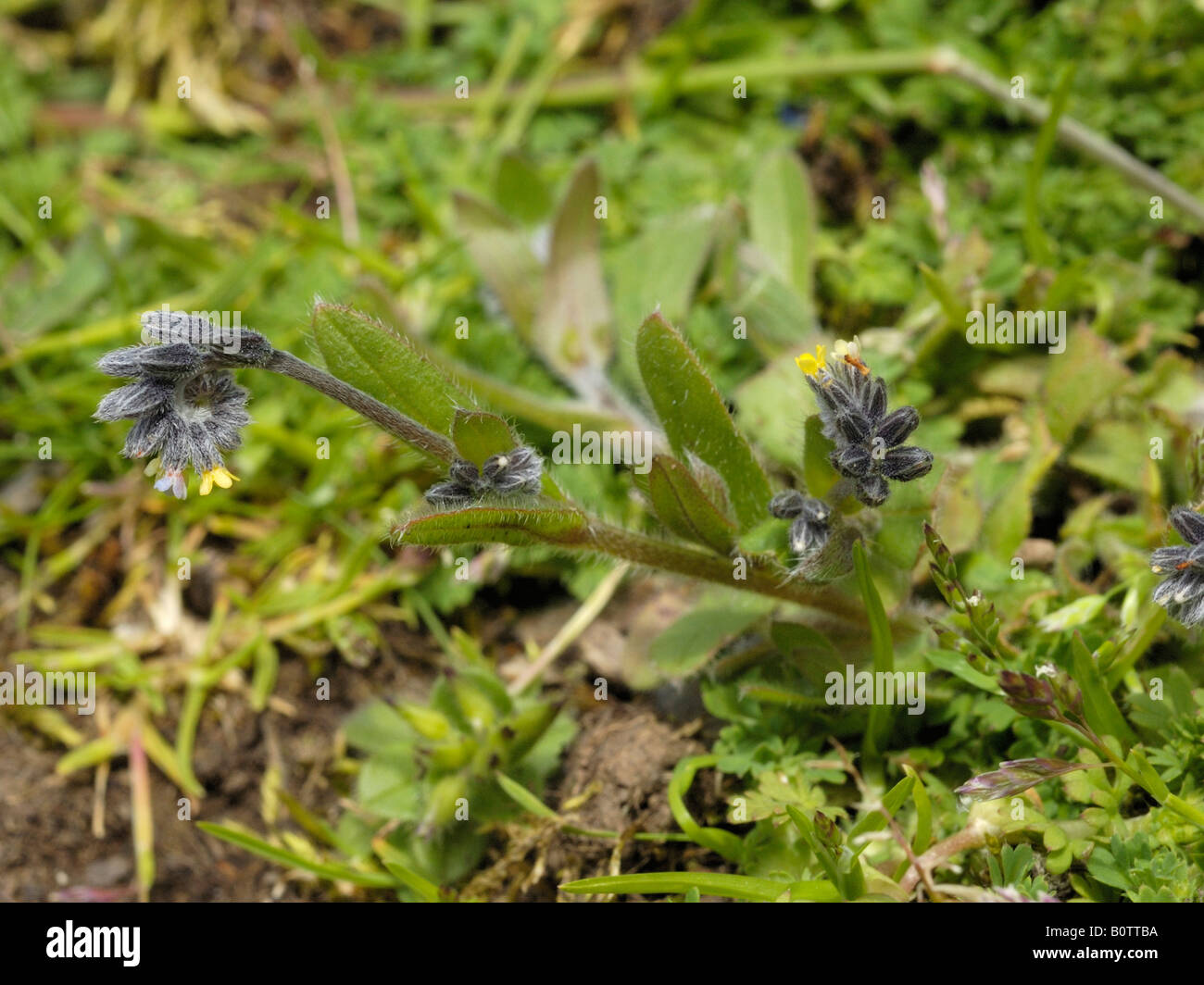 Changing Forget-me-not, myosotis discolor subspecies discolor Stock ...