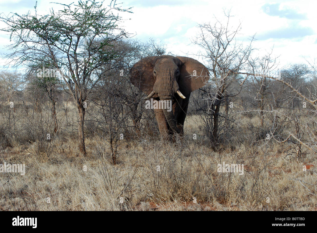 African Bull Elephant searches for food in the Tsavo West National Park ...