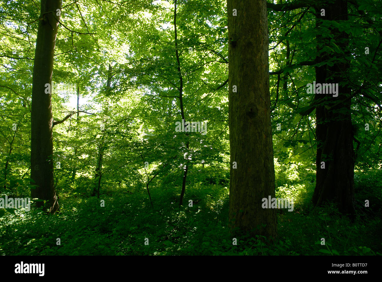 Lyme park woodland hi-res stock photography and images - Alamy