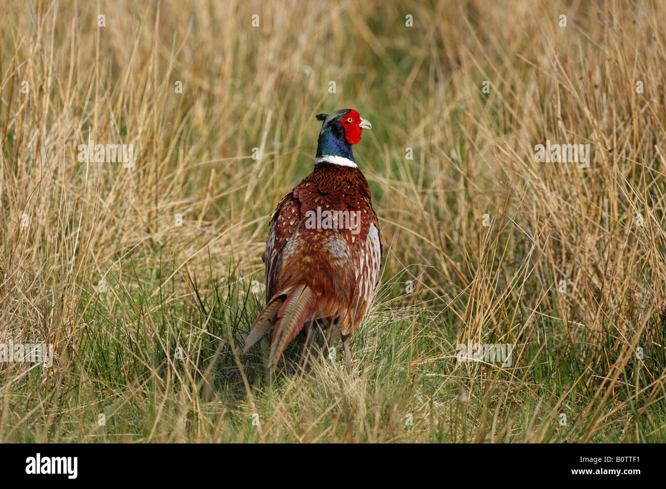 Pheasant long grass hi-res stock photography and images - Alamy