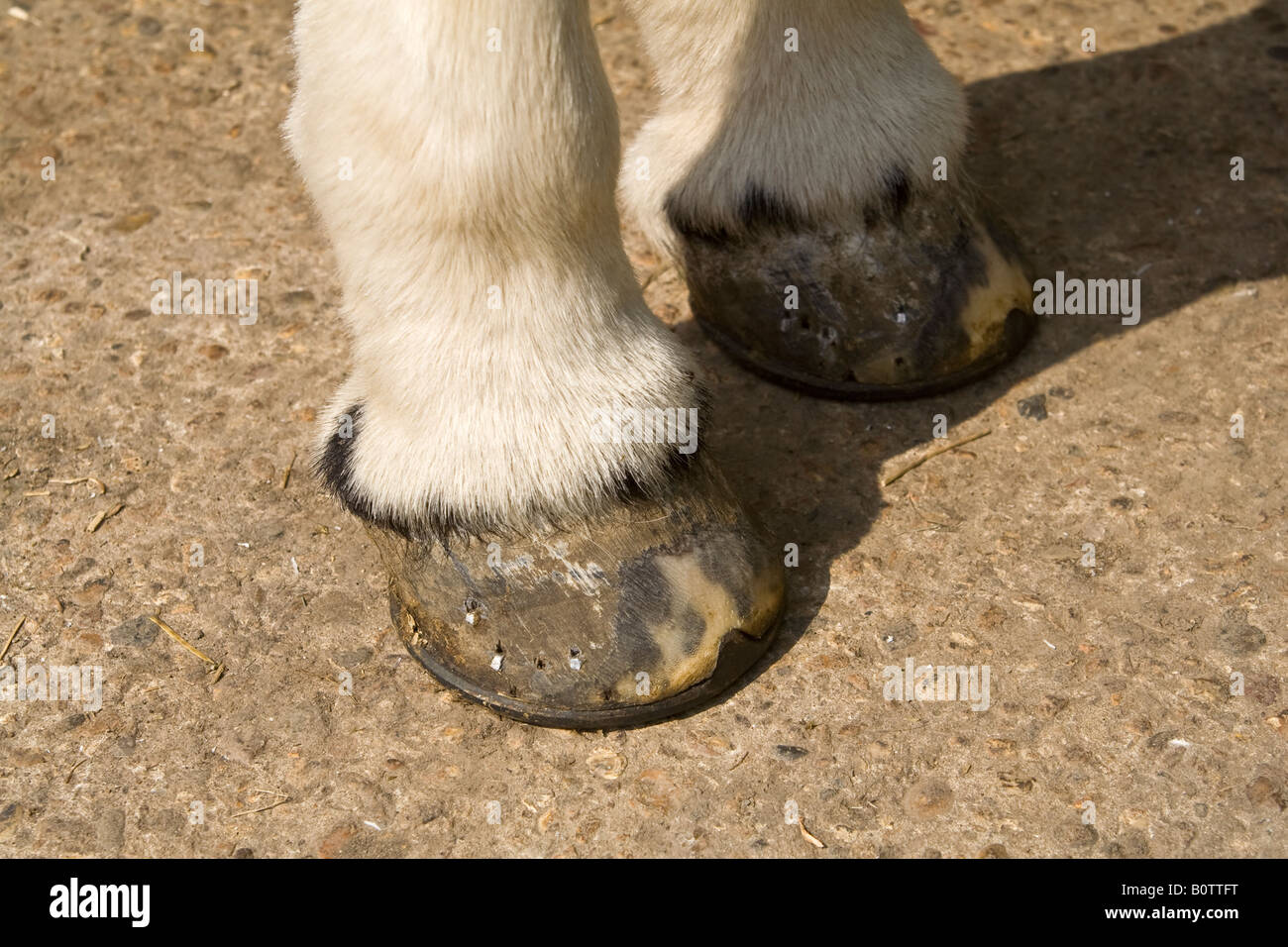 A newly shod horses's feet, UK Stock Photo - Alamy
