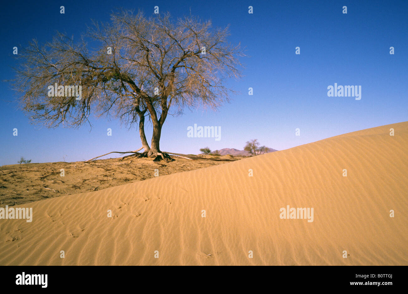 Vegetation gobi desert hi-res stock photography and images - Alamy