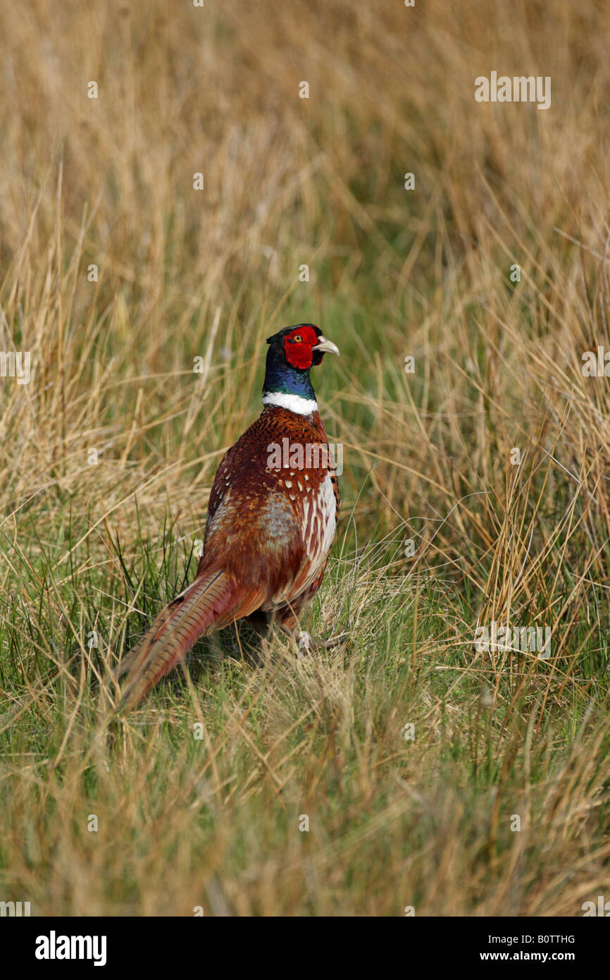 Pheasant long grass hi-res stock photography and images - Alamy