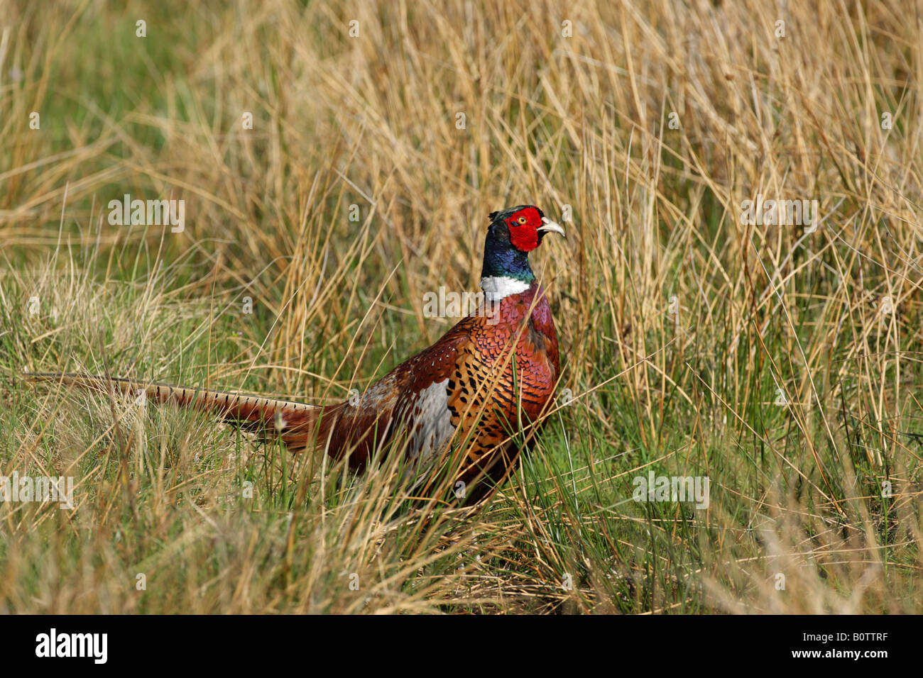 Pheasant long grass hi-res stock photography and images - Alamy
