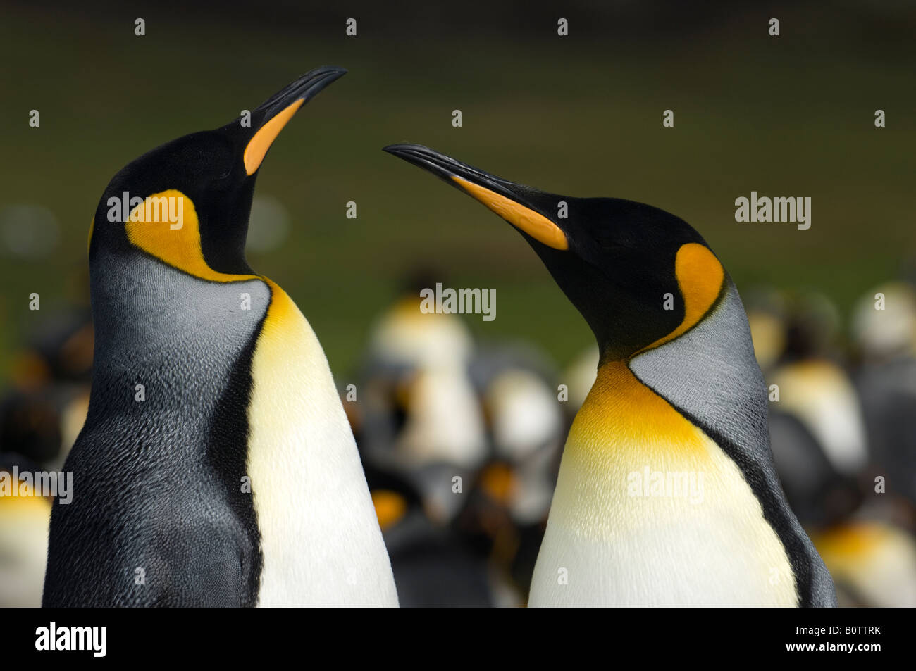 Two King Penguins facing each other. Volunteer Point, Falkland Islands ...