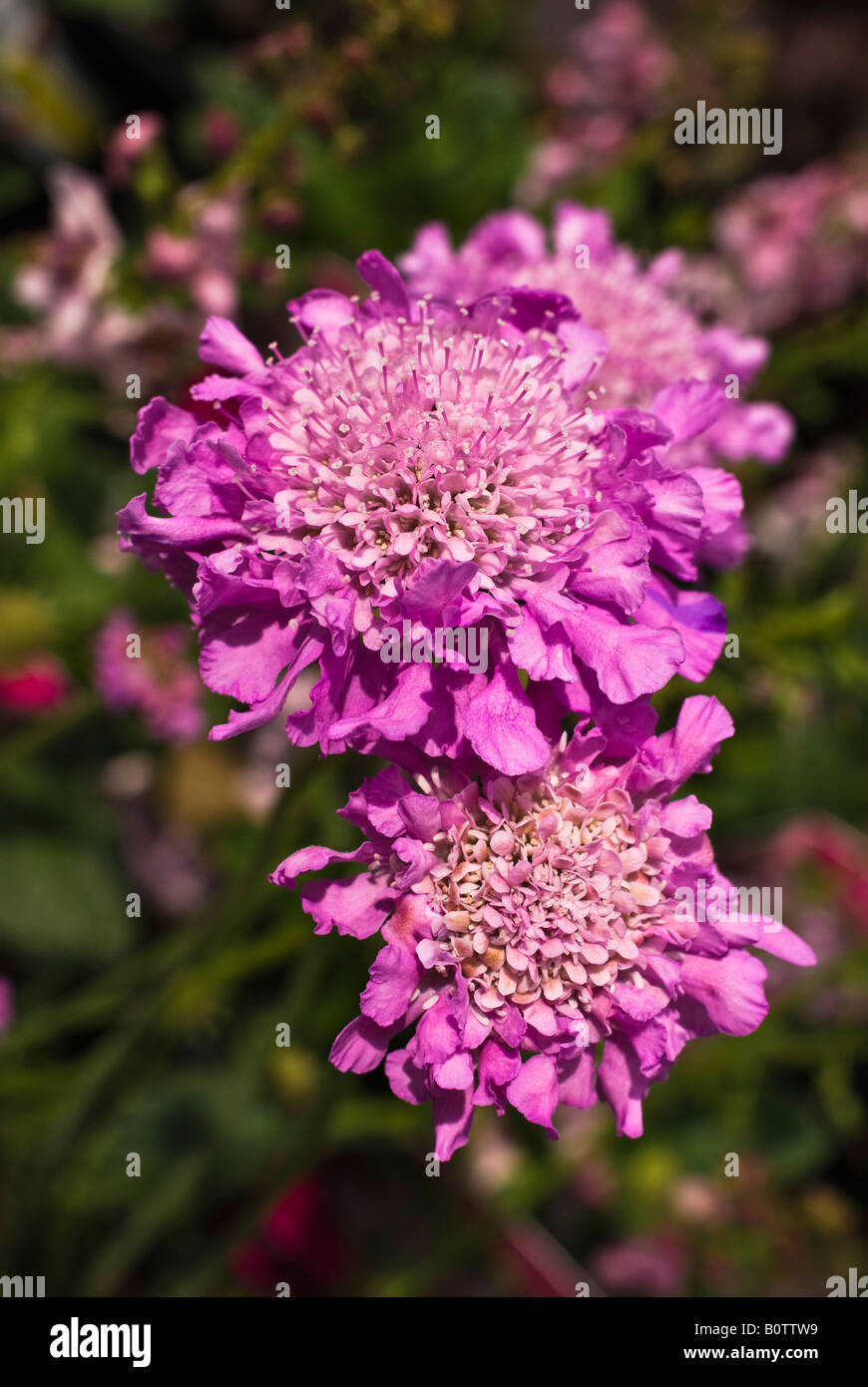 Perennial scabious hi-res stock photography and images - Alamy