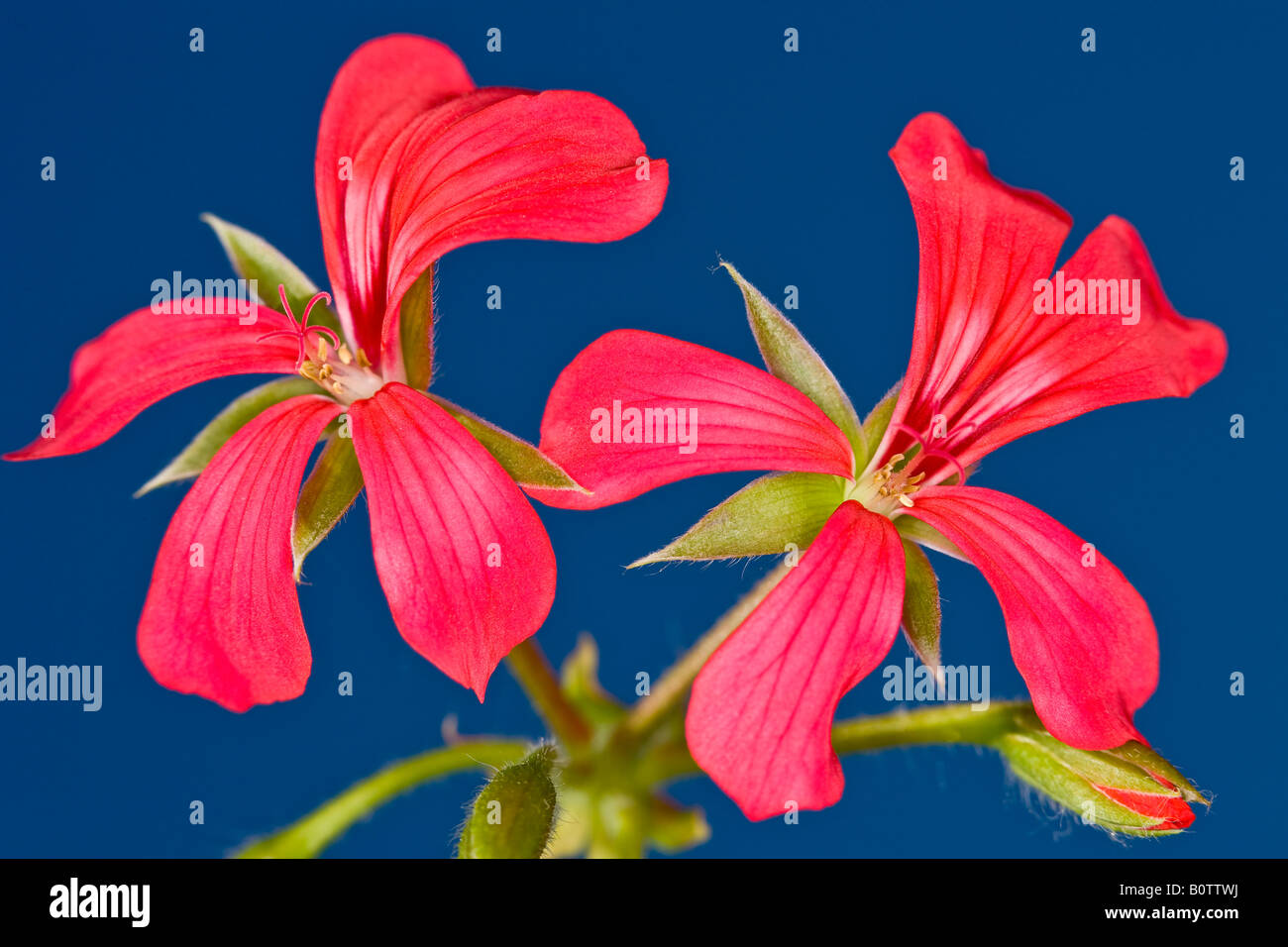 Pelargonium pelargonium peltatum hi-res stock photography and images ...