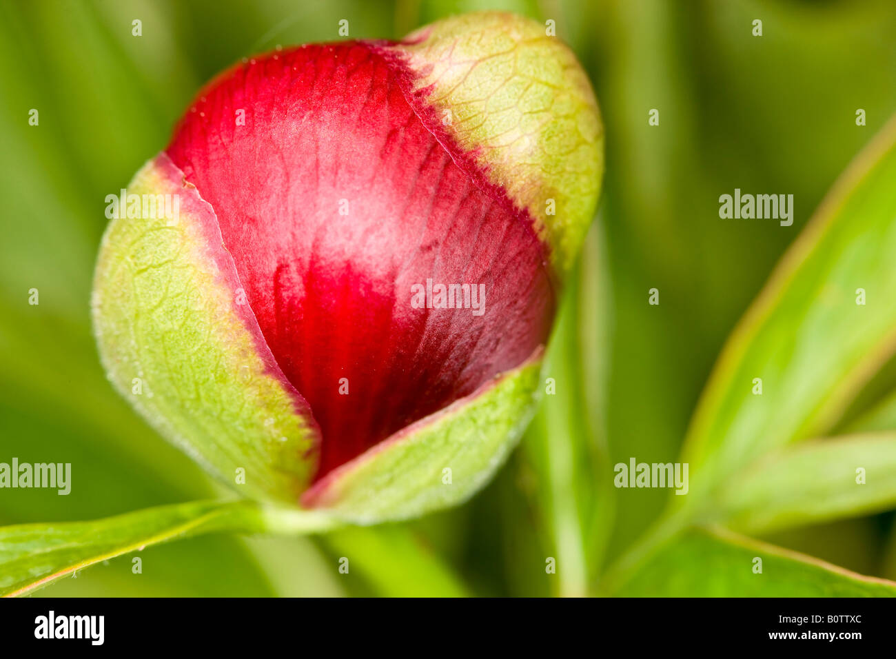 Common red peony paeonia officinalis hi-res stock photography and ...
