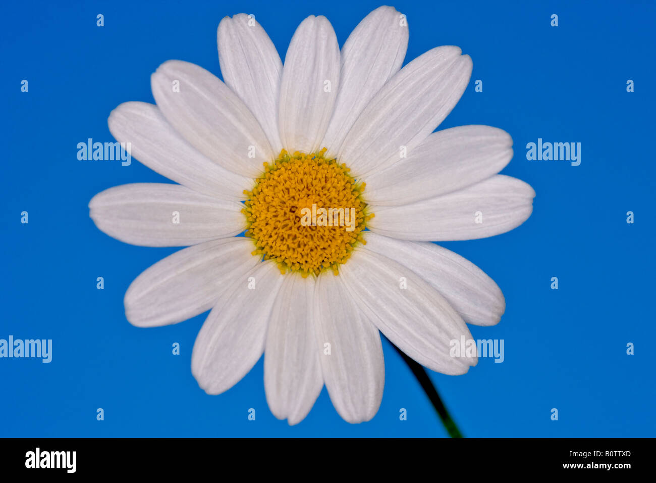 White marguerite hi-res stock photography and images - Alamy