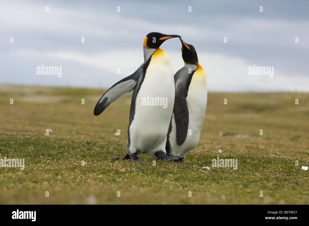 Two King Penguins in courtship and running together. Volunteer Point ...