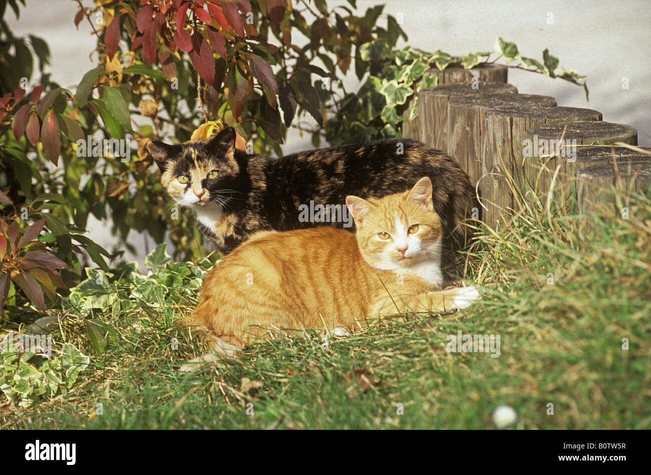 Two cats outside hi-res stock photography and images - Alamy