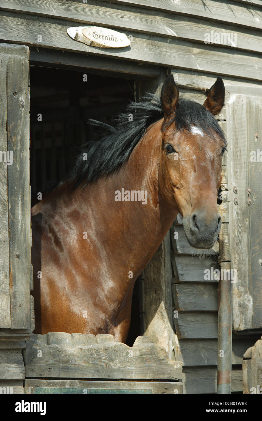 holstein - portrait Stock Photo - Alamy