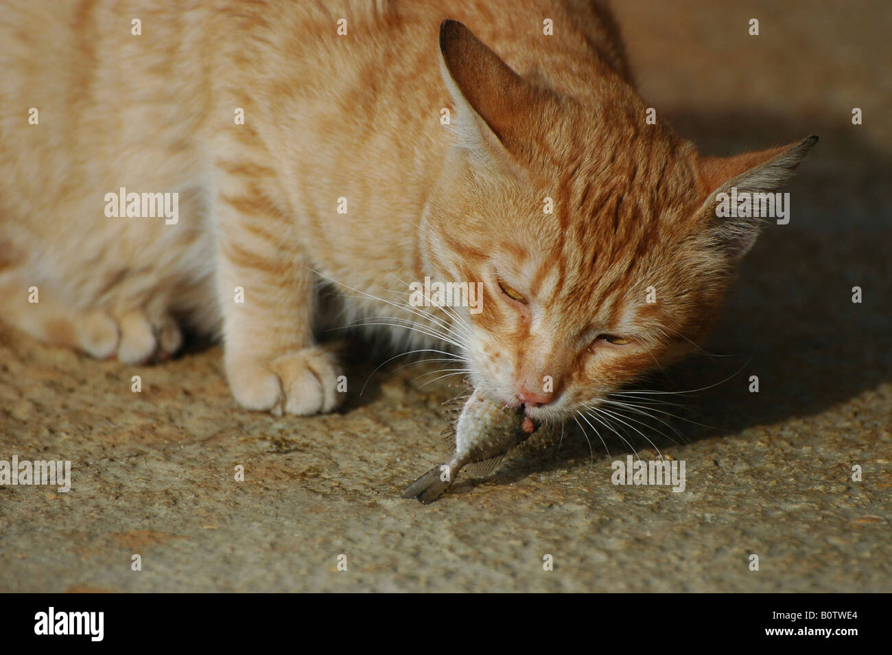A ginger cat eating a fish thrown to the cat by a fisheman Stock Photo ...