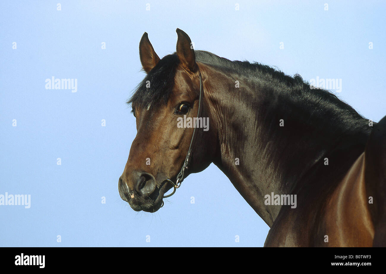 holstein - portrait Stock Photo - Alamy