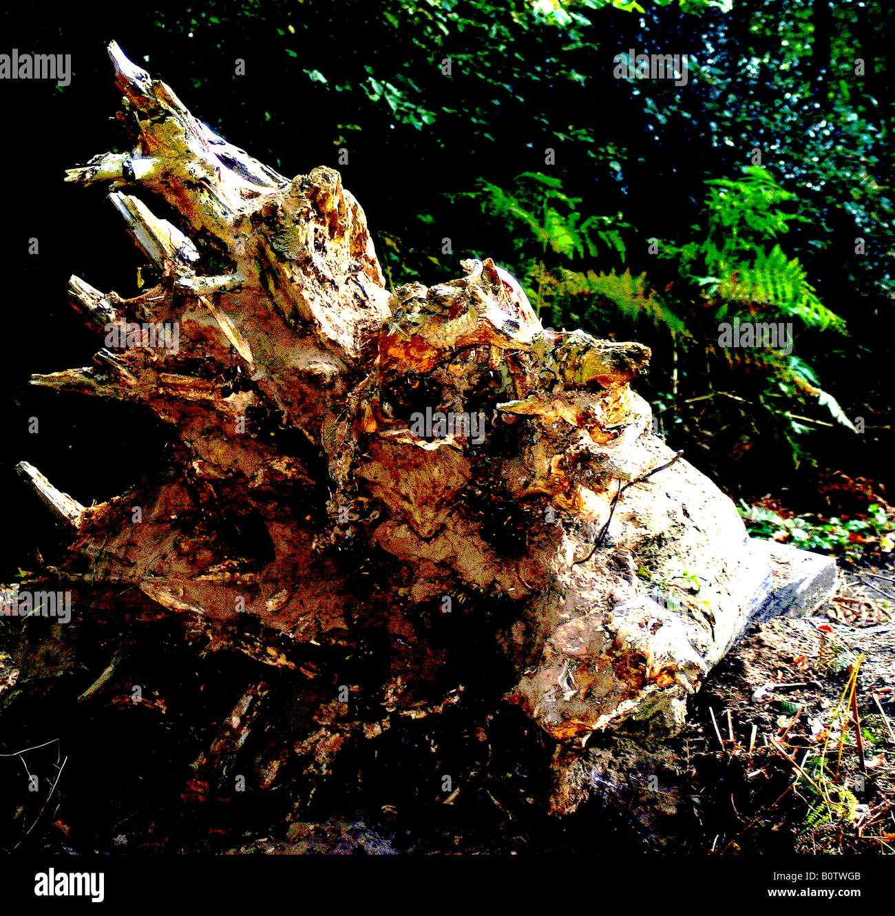 Rottingtree hi-res stock photography and images - Alamy