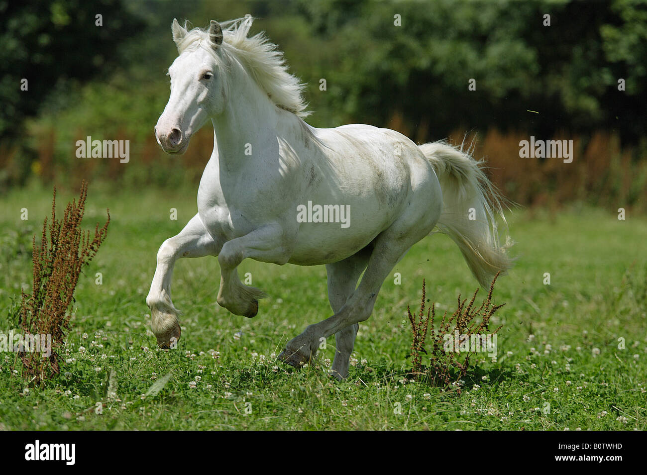 Irish gypsy horse hi-res stock photography and images - Alamy